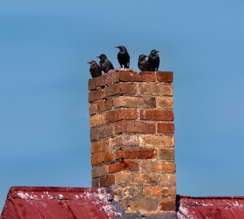 Five Crows on a Brick Chimney Stock Photo - Image of chimeny, crow ...