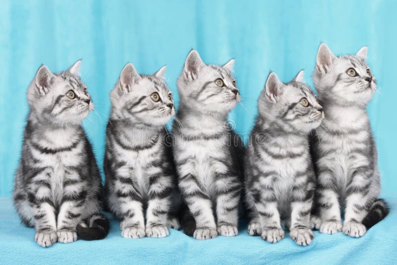 Five kitten isolated stock image. Image of pets, kitten - 35803725