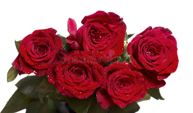 Five Dark Red Roses with Water Drops on Petals Stock Photo - Image of ...