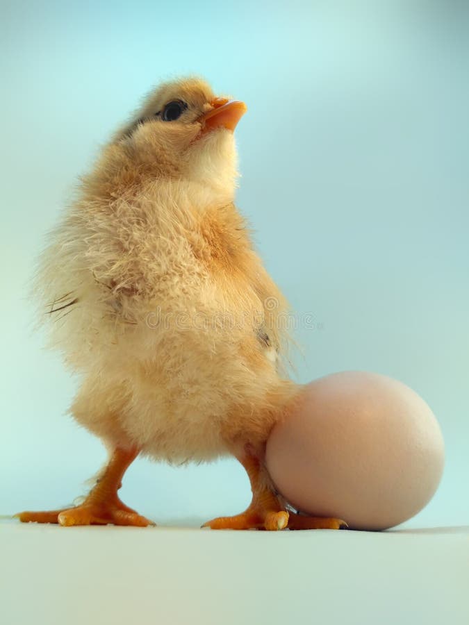 Five Day Old Chickling and Egg Stock Image - Image of hatch, cute: 92303847
