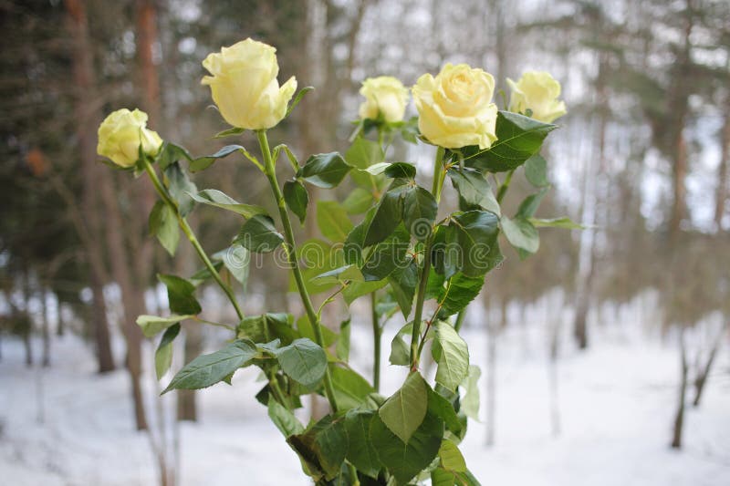 Five Delicate White Roses in Front of a Forest in Stock Photo - Image ...
