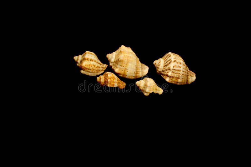 Sea Shells with Black Textured Background Wallpaper, Stock Image ...
