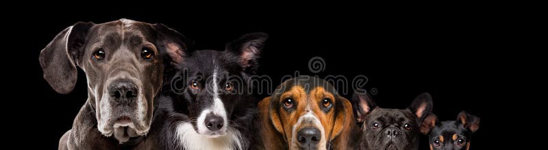 Group of five dogs stock image. Image of group, arrangement - 23180759
