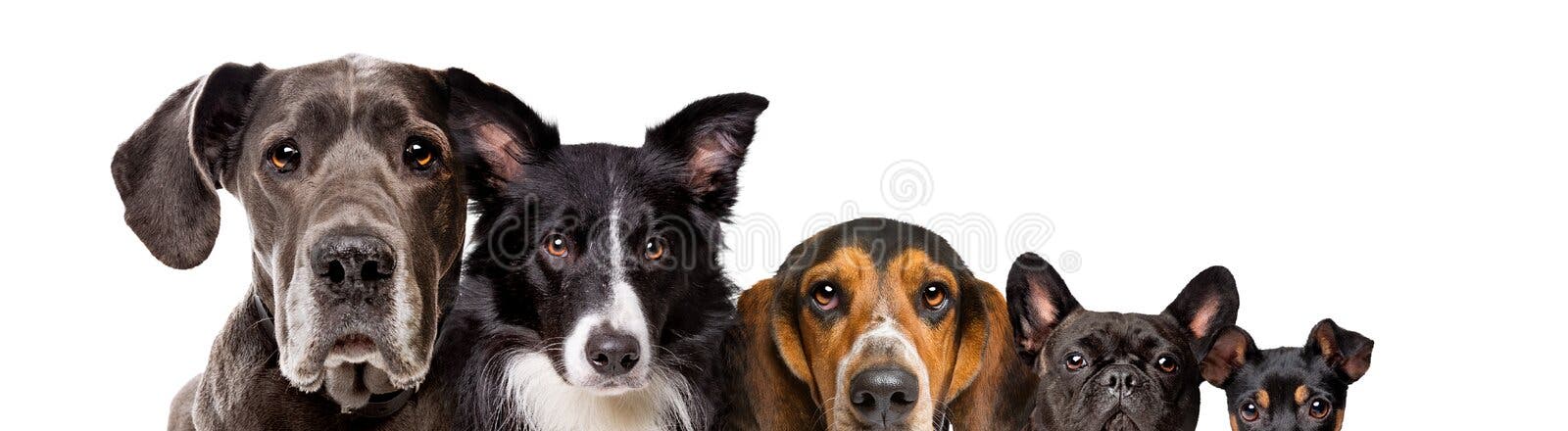 Group of five dogs stock image. Image of group, arrangement - 23180759