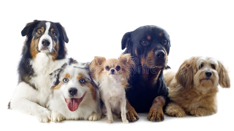 Five dogs stock photo. Image of beautiful, lying, flowers - 9914346