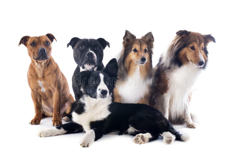 Five dogs stock image. Image of pedigree, cocker, guard - 13627173