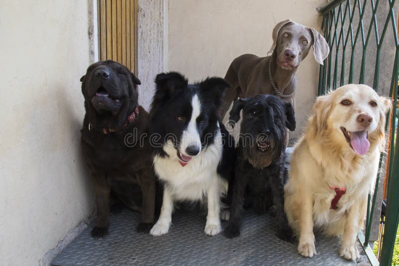 Five Dogs of Different Breeds Together Stock Photo - Image of together ...
