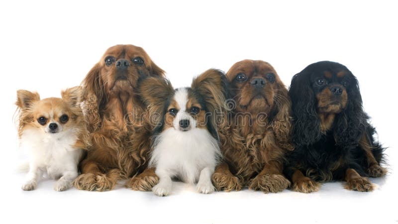 Five dogs stock image. Image of pedigree, cocker, guard - 13627173