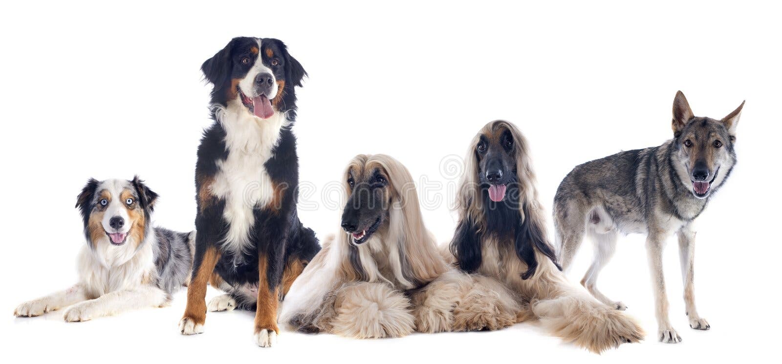 Five dogs stock image. Image of pedigree, cocker, guard - 13627173