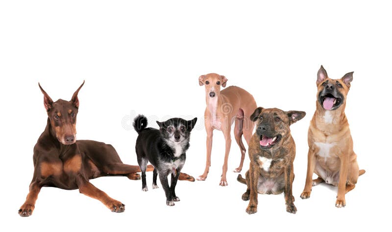 Group of Pets - Dog, Cat, Bird, Reptile, Rabbit Stock Image - Image of ...