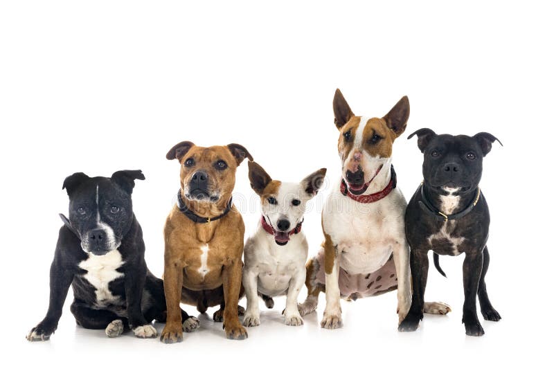 Five dogs stock image. Image of pedigree, cocker, guard - 13627173