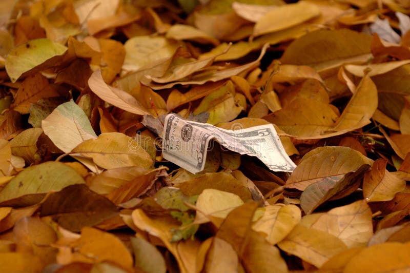 Five Dollar Bill Lying among a Layer of Fallen Leaves View from Above ...