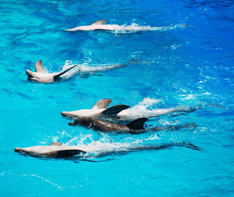 Five dolphins stock photo. Image of team, dolphinarium - 11480374