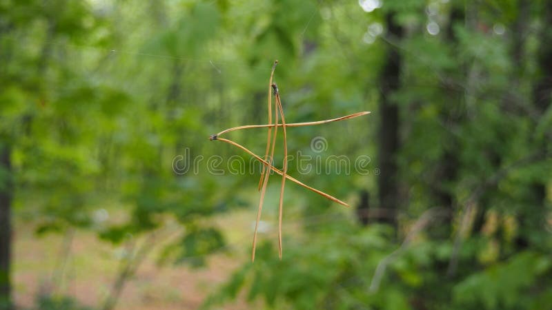 Five Dry Pine Needles Hanging on Spider Web Stock Image - Image of ...