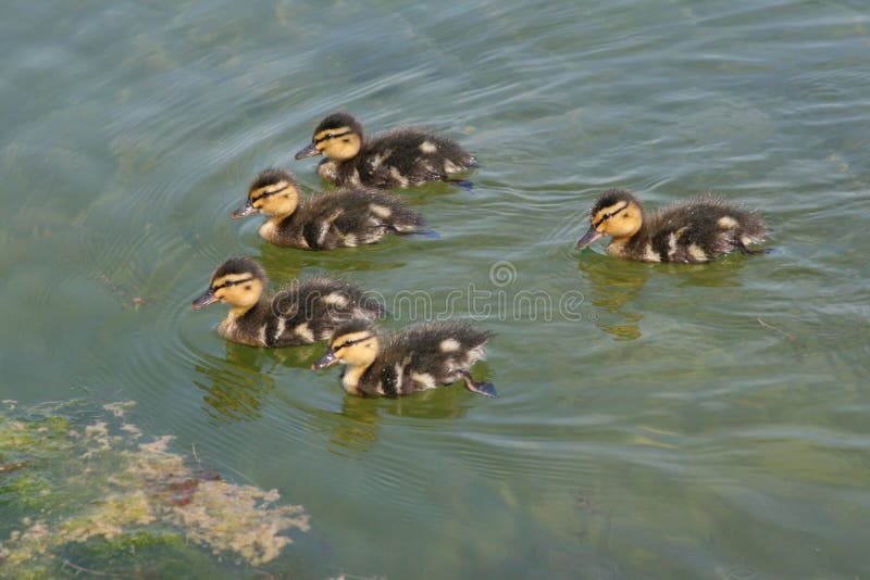 Five ducklings stock image. Image of mallard, ostankino - 2817385