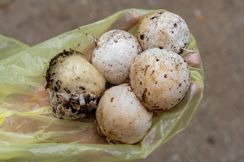 Five Eggs of Common Stinkhorn (Phallus Impudicus) in Plastic Bag Stock ...