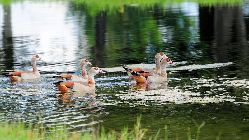 Five Egyptian Geese stock image. Image of florida, birds - 21396055