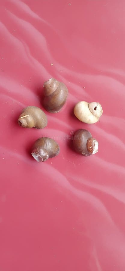 Five Empty Snail Shells on Red Ceramic Stock Photo - Image of shells ...