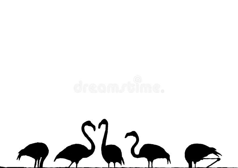 Flamingo Shadows while Eating in a Row Stock Illustration ...