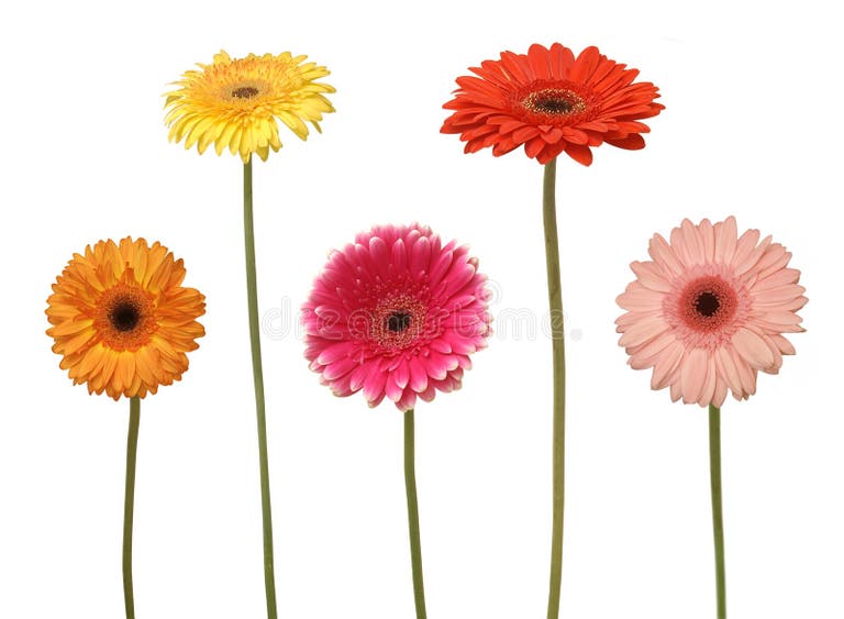 502 Five Petal Daisy Flower Stock Photos - Free & Royalty-Free Stock ...