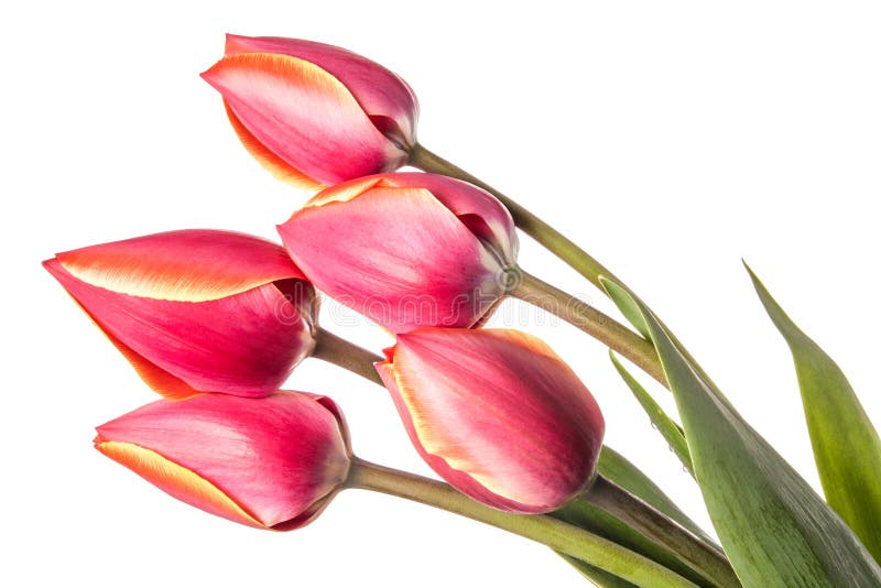 Five flowers isolated stock photo. Image of blossom, yellow - 4487538