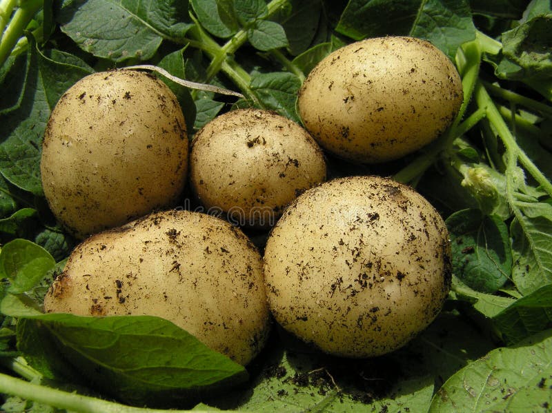 Potato tubers stock photo. Image of farm, healthy, fresh - 20435184