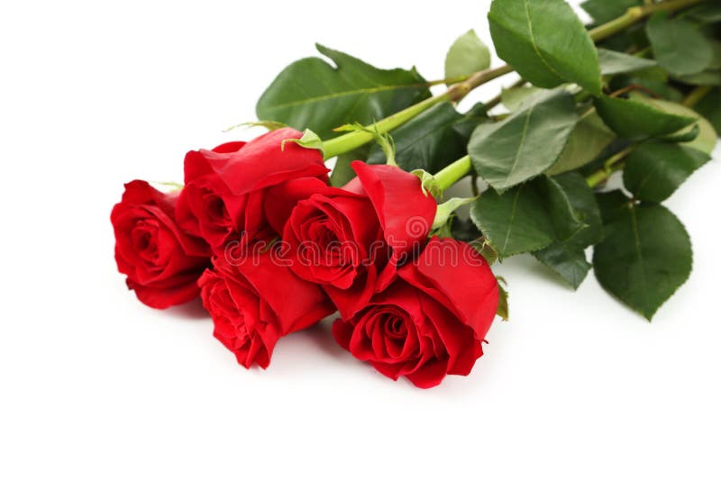 Five Fresh Red Roses On White Background, Close Up Stock Photo - Image ...