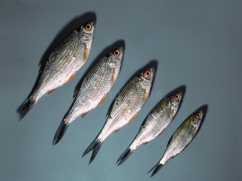 Five Freshly Caught Fish Lie on Grey Surface of Table Stock Image ...