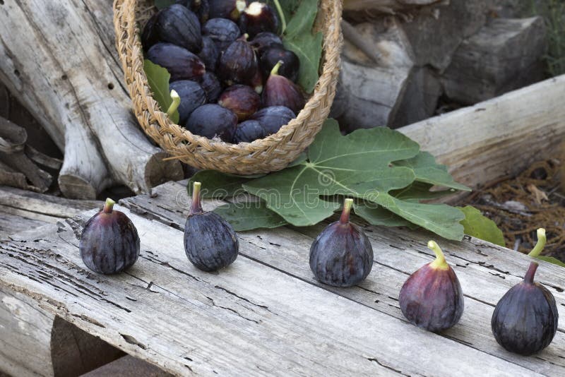 Five Freshly Picked Figs from the Tree in Front of Basket Full O Stock ...