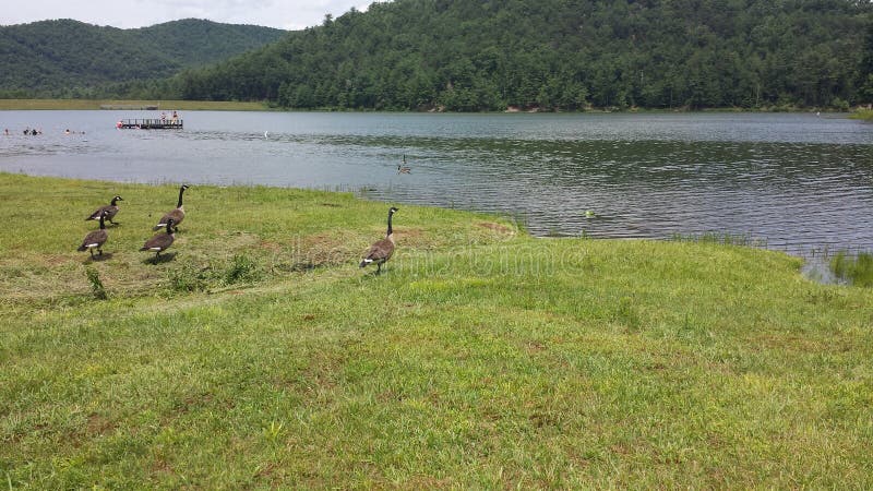 Five/5 Geese stock image. Image of green, birds, attack - 622119
