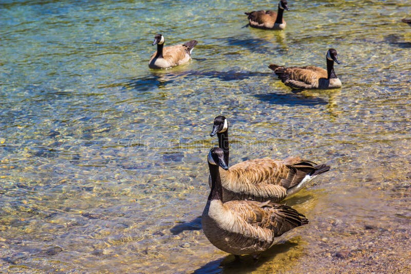 Five Geese on Mountain Lake Stock Image - Image of fowl, feathers: 96585601