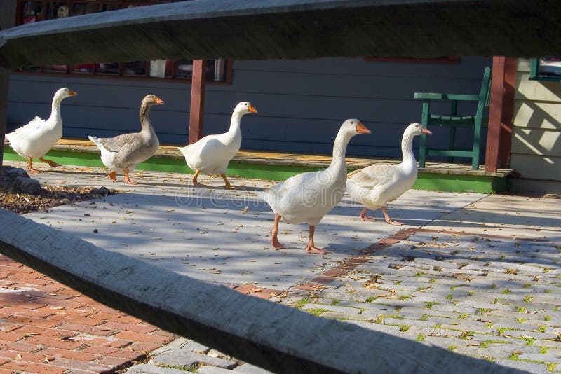 Five Geese Walking Picture. Image: 2510535