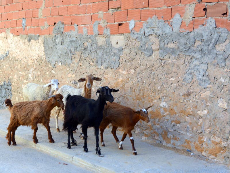 Five Goats on the Walk in the Street Stock Image - Image of wall ...
