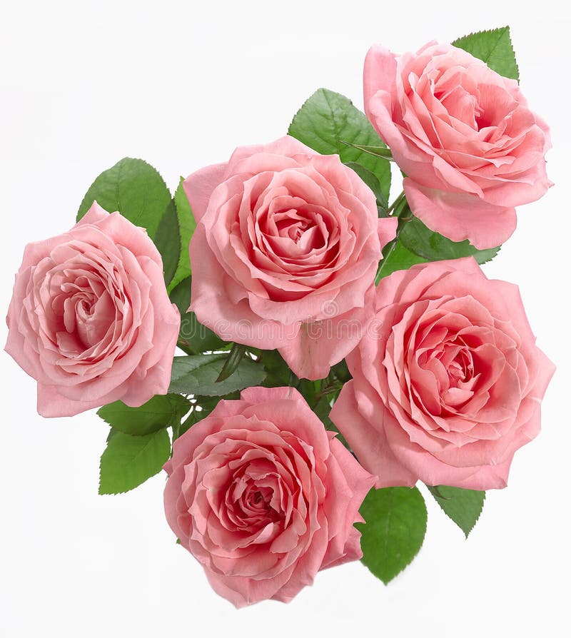 368 Five Roses Card Stock Photos - Free & Royalty-Free Stock Photos ...