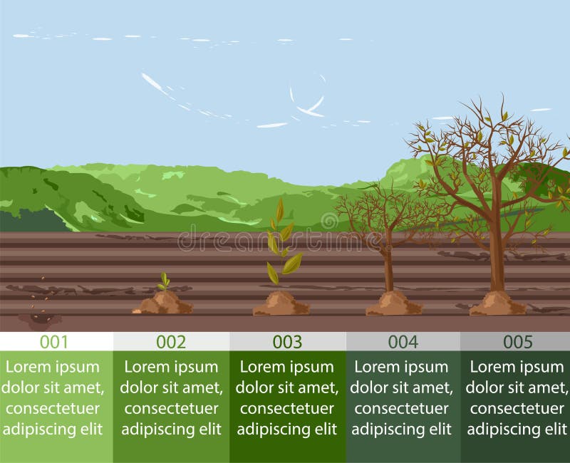 Five Growth Stages of a Seed To Tree Form Stock Vector - Illustration ...