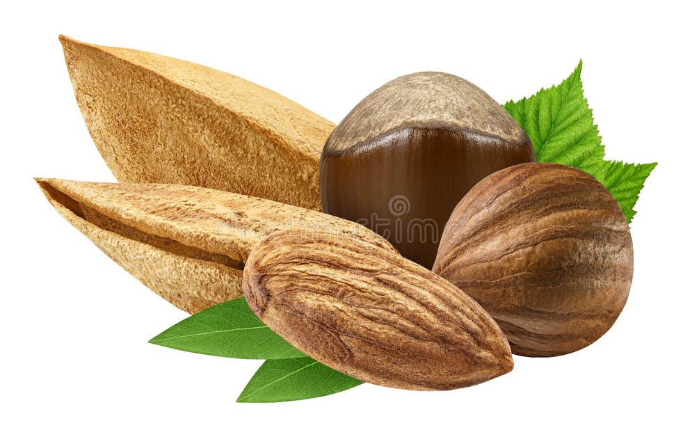Hazelnut Isolated Closeup in Shell and without Shell with Leaf As ...