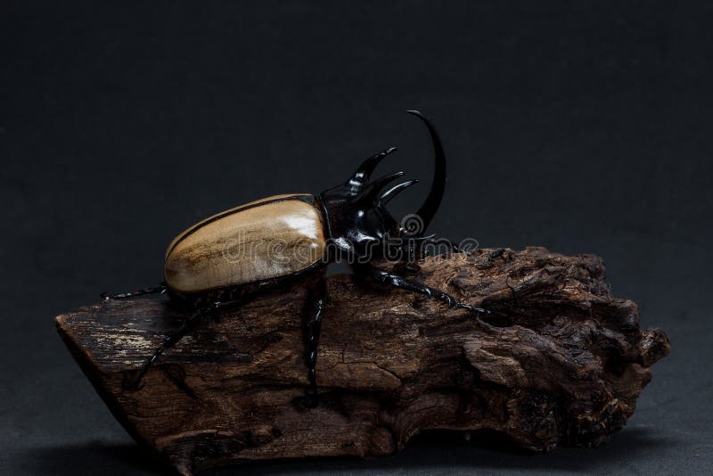 Beetle, Tri Horned Beetle Catharsius Molossus Stock Image - Image of ...