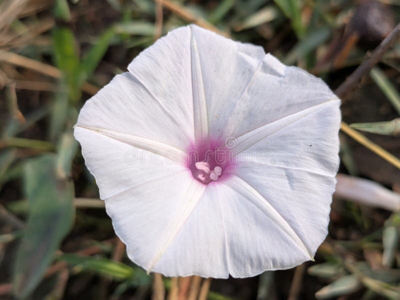 Five Joint Petals Rose Color Flower Stock Photo - Image of meadow, five ...