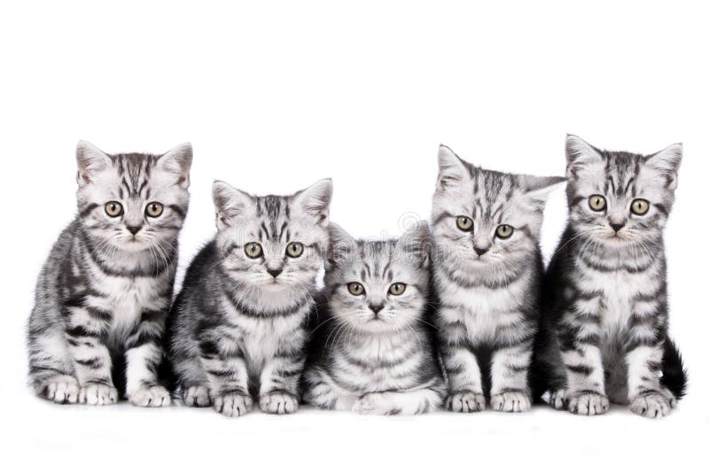 Five kitten isolated stock image. Image of pets, kitten - 35803725