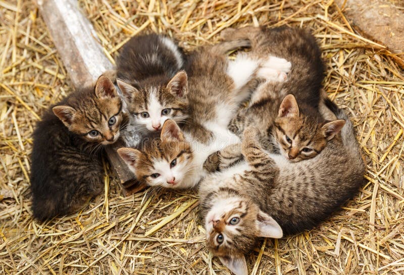 Five kittens on a hay stock image. Image of domestic - 74419687