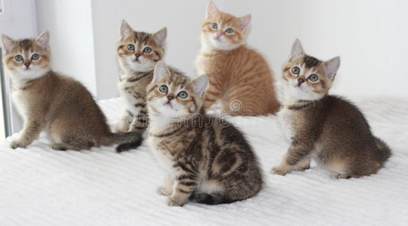 Five Kittens at the Same Time Stock Photo - Image of capture, kittens ...
