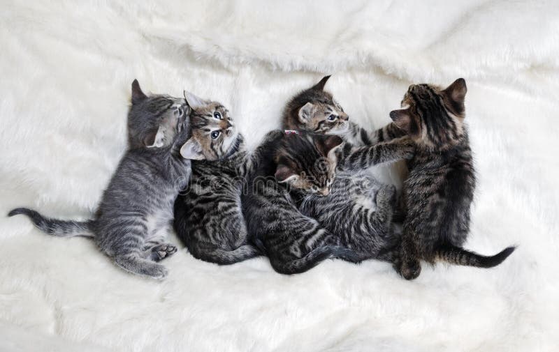 Five kittens sleeping stock image. Image of beautiful - 235585429