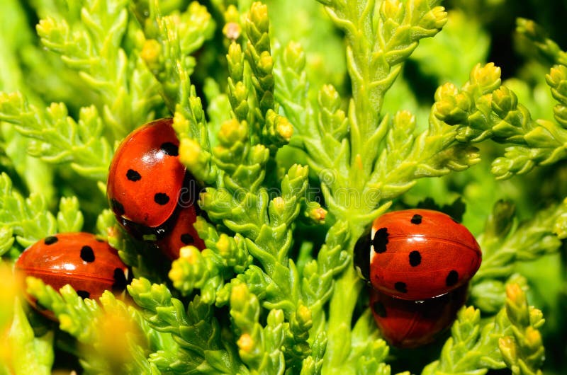Five Ladybugs Isolated on White Stock Photo - Image of knop, number ...