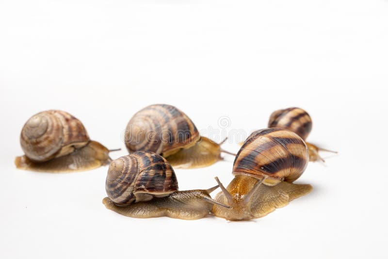 Five Large Garden Snails Helix Pomatia Crawl on a White Background ...