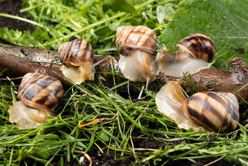 Five Large Grape Garden Snails Helix Pomatia Live in the Forest on the ...