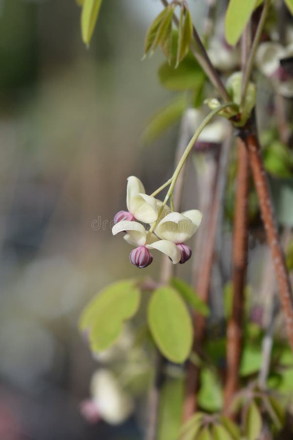Five-leaf Akebia Silver Bells Stock Photo - Image of white, close ...