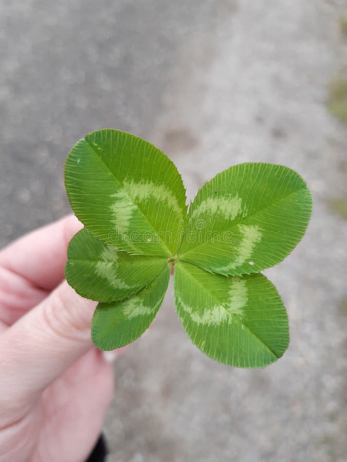 Five leaf clover stock image. Image of leaf, clovers - 250756801
