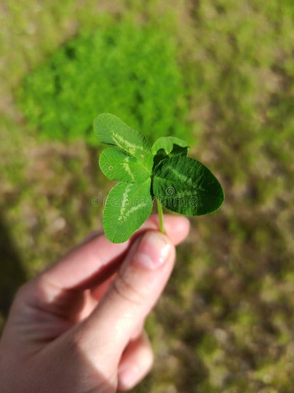 Five leaf clover in a hand stock image. Image of vegetable - 353578457