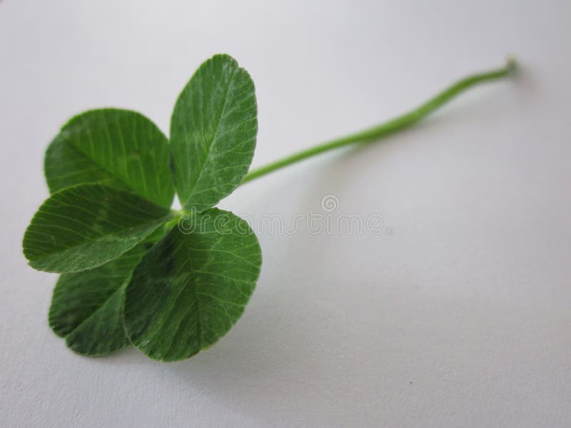 Five Leaf Clover Stock Illustrations – 73 Five Leaf Clover Stock ...