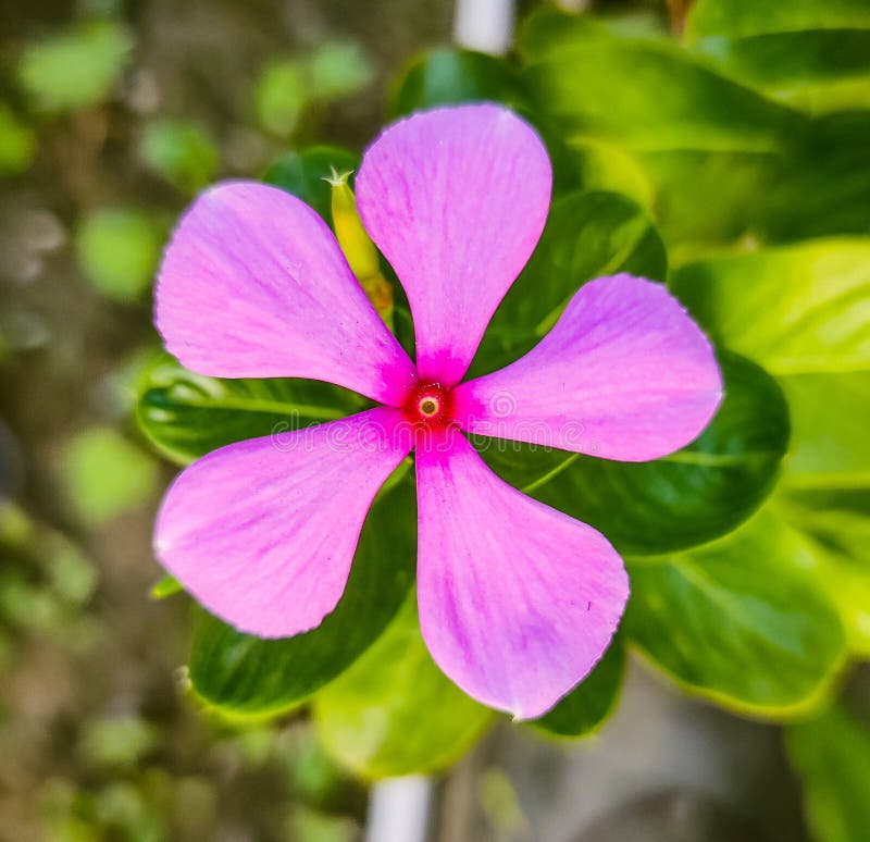 Five Leaf Pink Flower on a Sunny Day Stock Image - Image of sunny ...